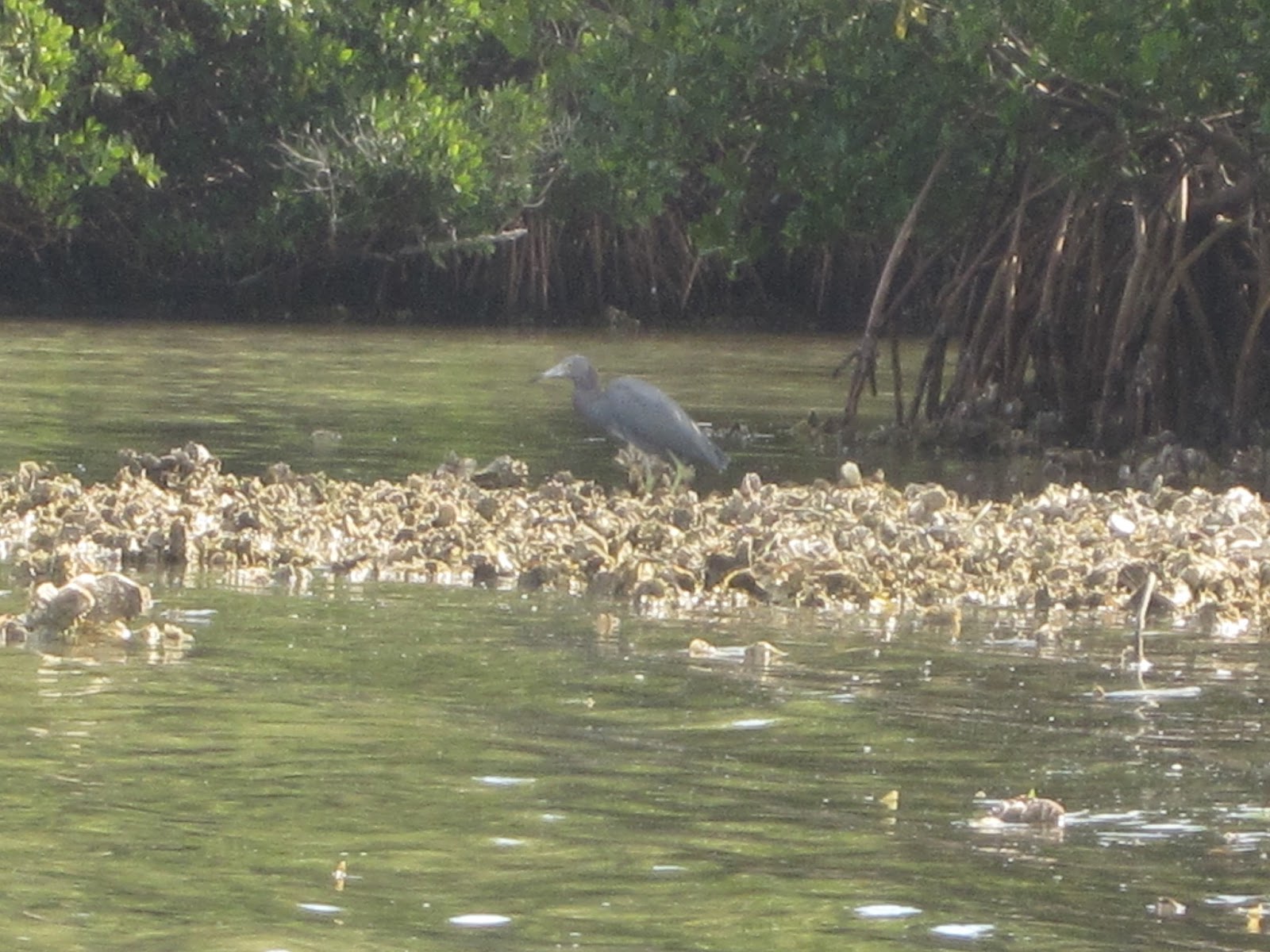 Dave's Yak Tales: Fort De Soto, Shell Key