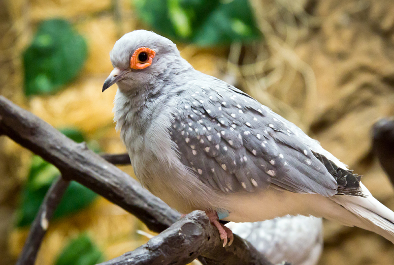 The Whodunit Photographer: Diamond Dove