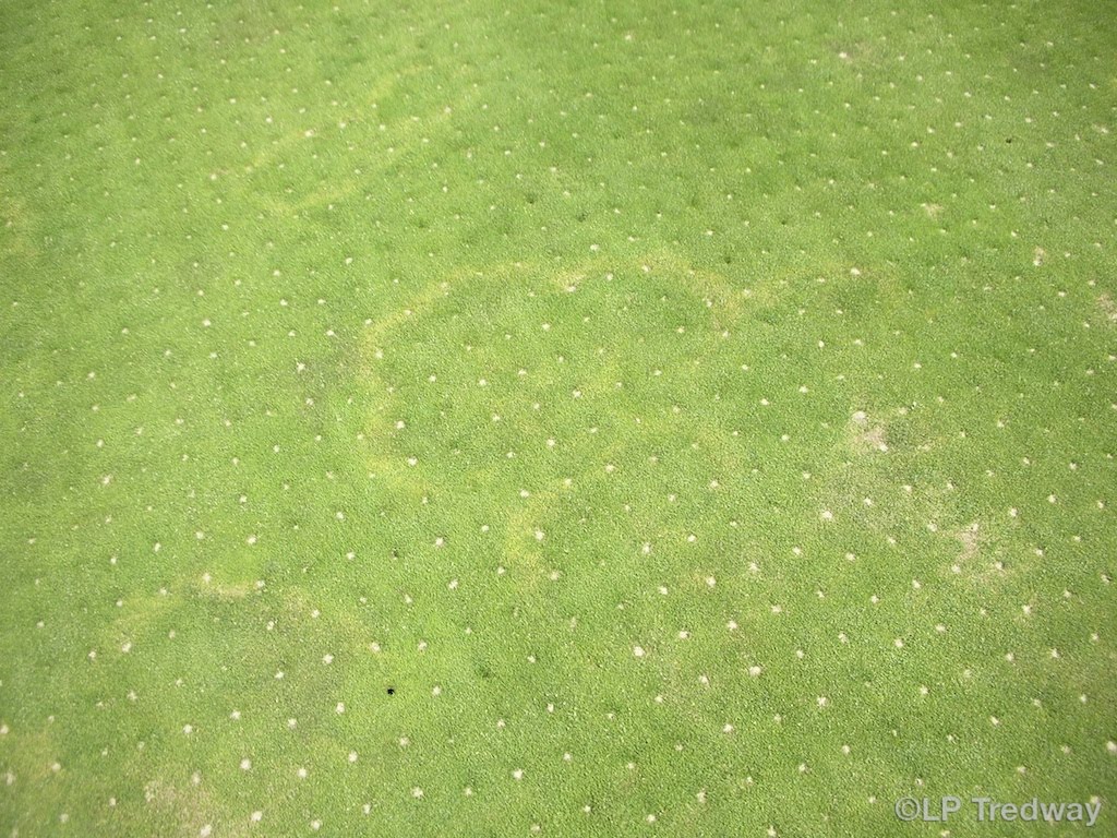 NC State Turf Pathology: Watch out for yellow patch on putting greens ...