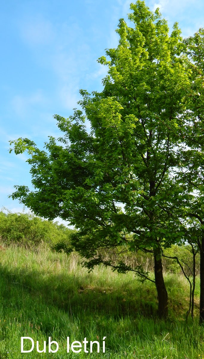 Bylinky ze Salaše: Dub letní