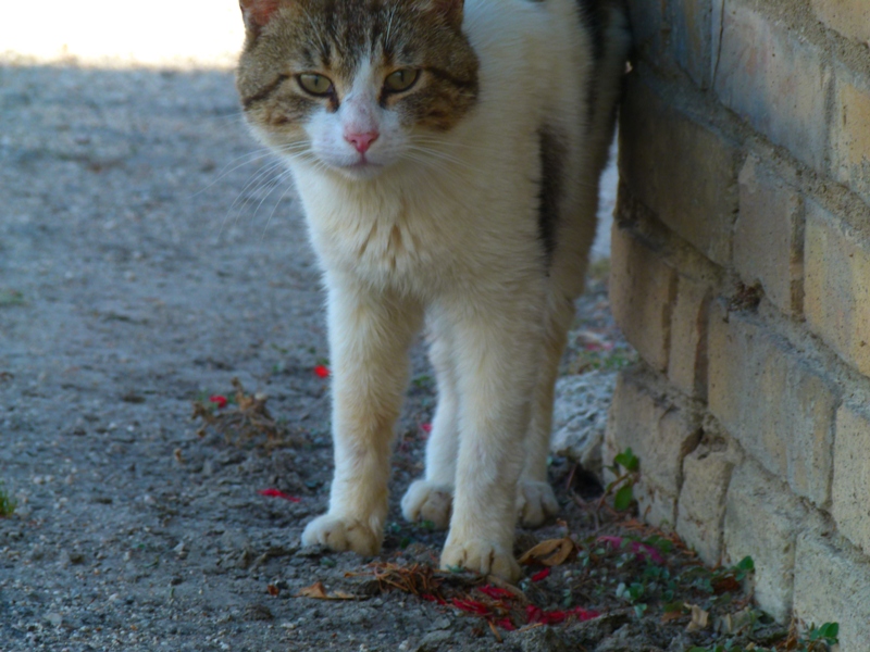 Elaine Quehl: Italy 2012: The Cats of Umbria and Lazio (and one or two ...