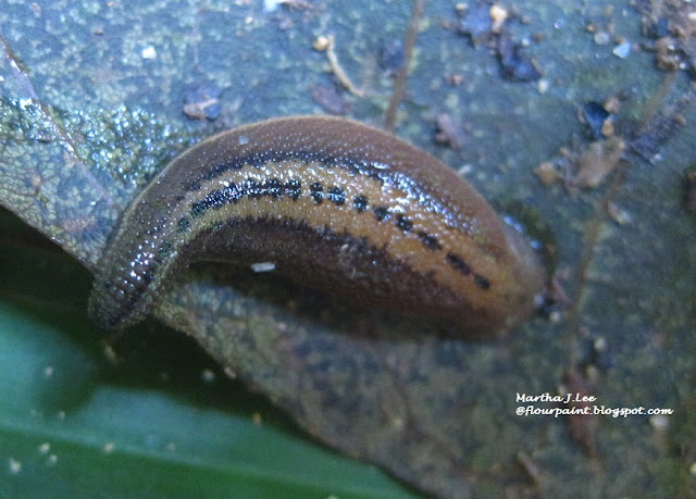 Kids EXPLORING: Rafflesia and Raja brooke at the Ulu Geroh National Park