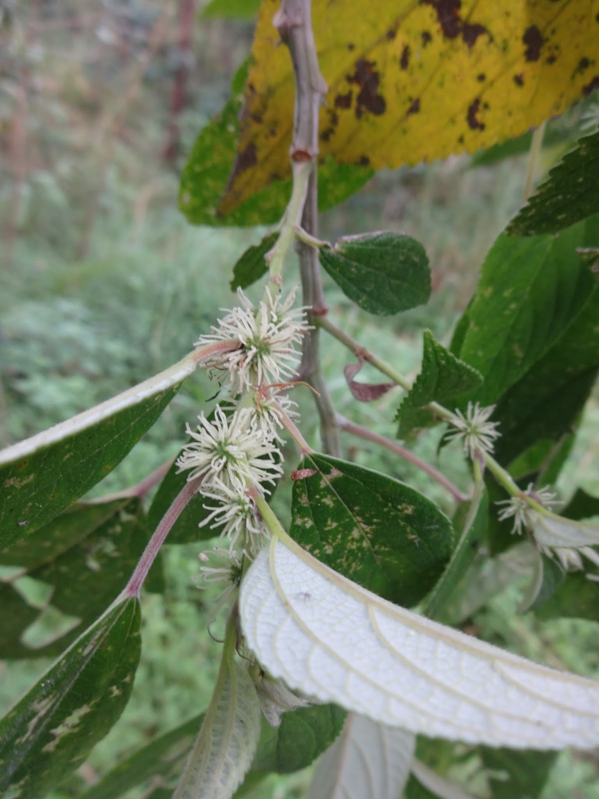 Herbs from Distant Lands: Pipturus spp. - Mamaki Tea, Handalamay, Armwe ...