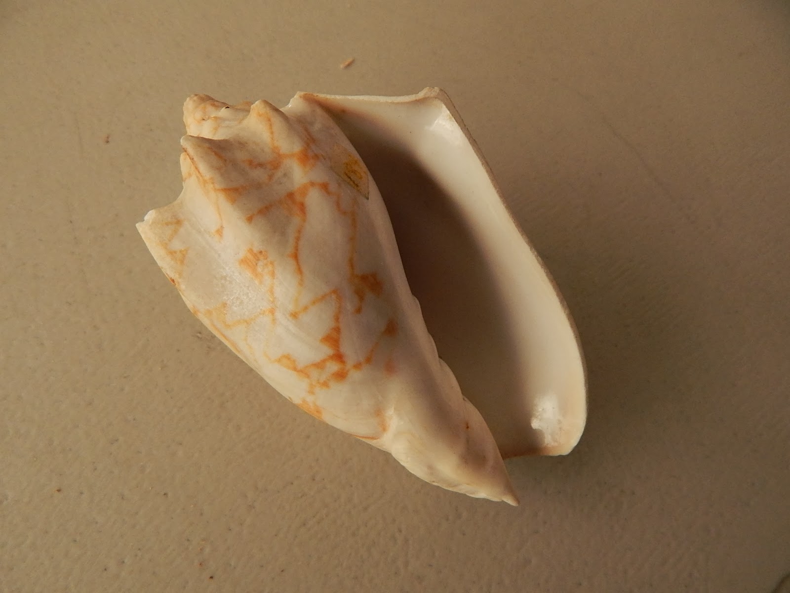 conchas y caracoles: Voluta vespertilio