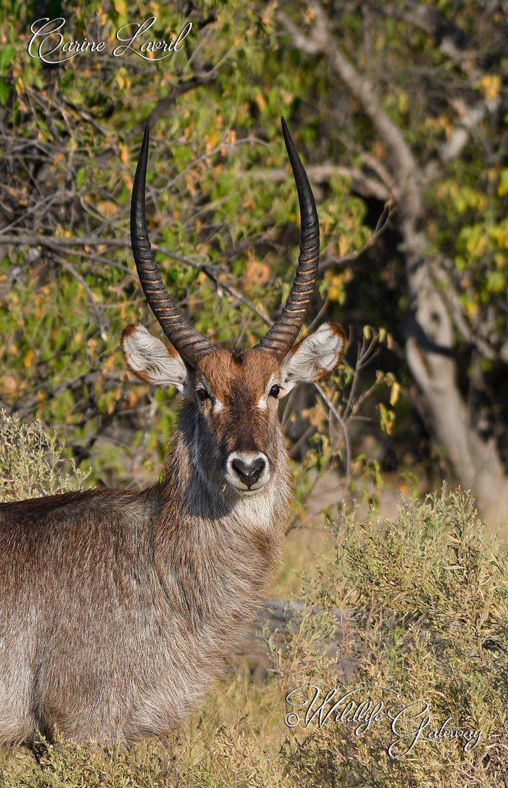 WILDLIFE GATEWAY: Cobe à croissant