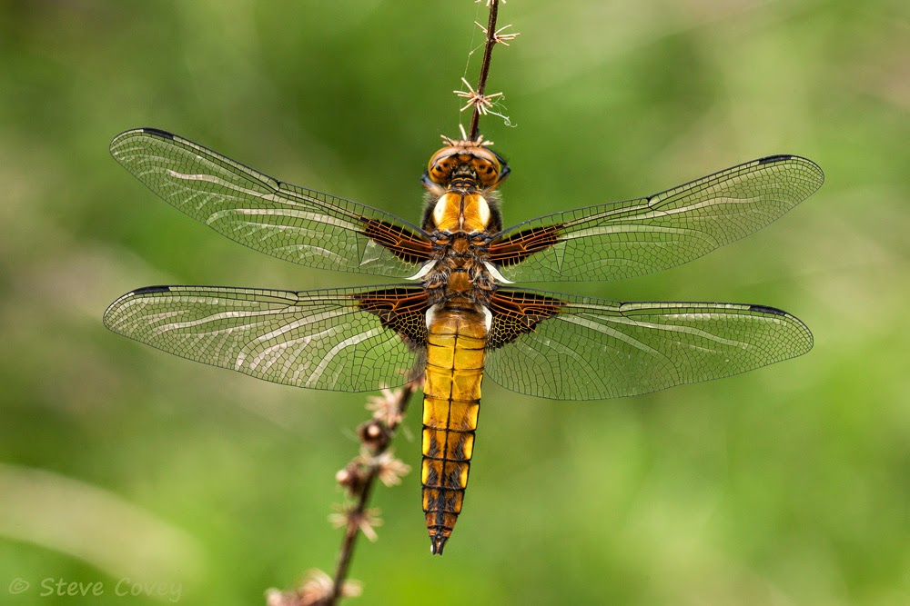Wiltshire Dragonfly News: Another 'burst' of new species for the year!