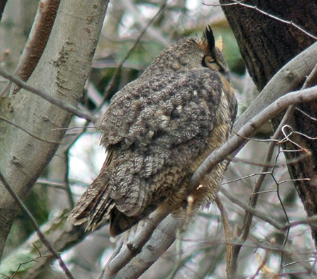 Scherman Hoffman Wildlife Sanctuary: Great Horned Owl Spotting