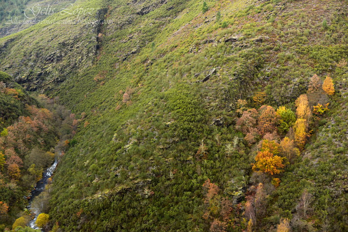 O Courel foto a foto: Alvarizas camufladas no leito do río Lor