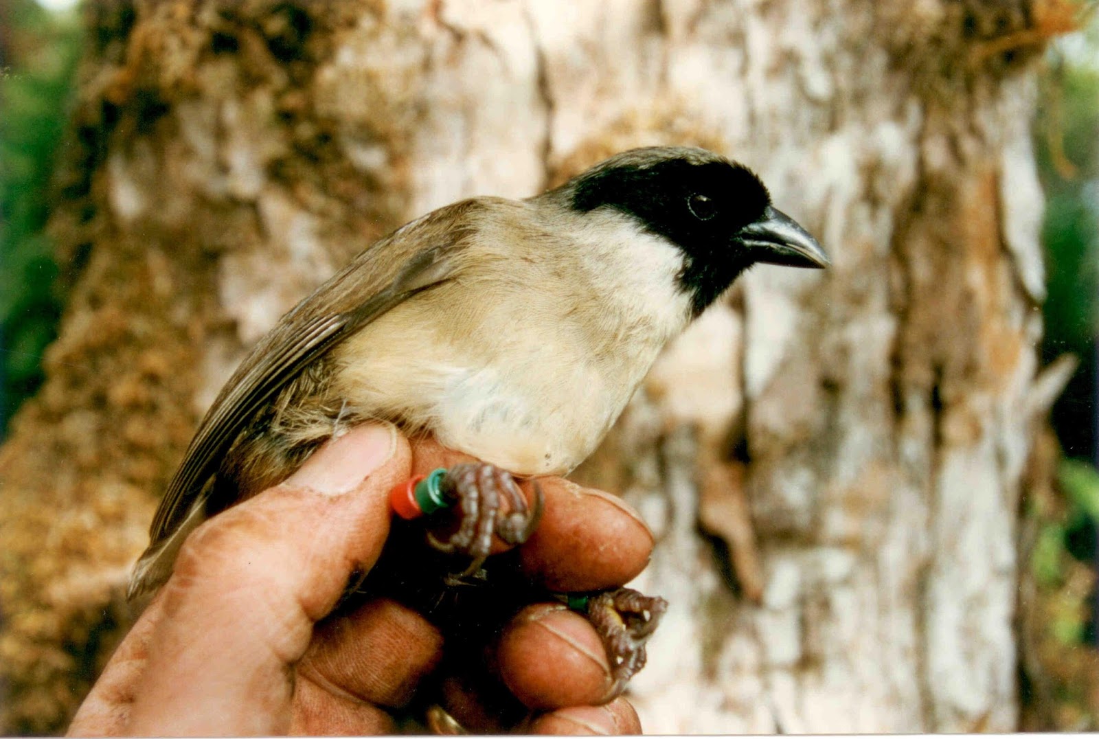 Catalogue of Organisms: The Hawaiian Honeycreepers: Diversity in Danger