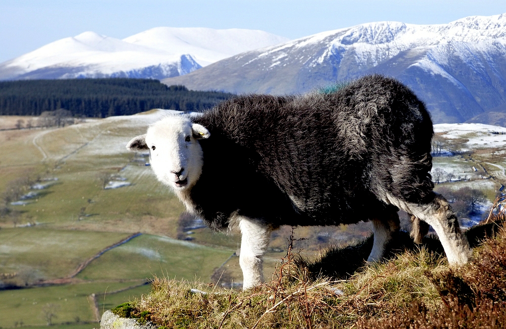 Cumbria Wildscapes: Herdwick Sheep