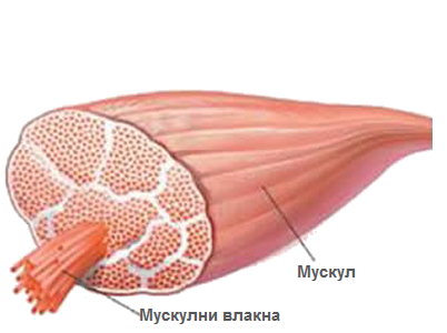 Съвети за отглеждане и здравеопазване на гълъби .: Мускулна система