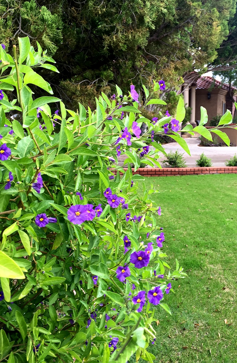 Purple Blooms for the Fall Garden - Ramblings from a Desert Garden