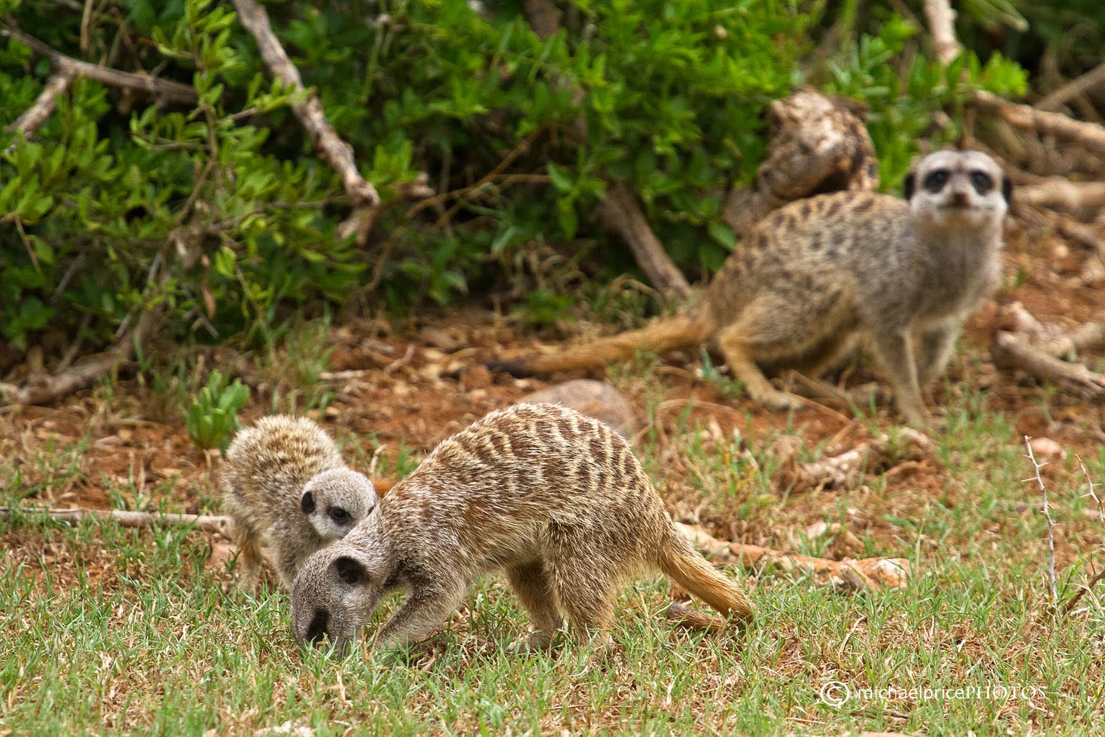 Five Star Lodge in the Addo Elephant National Park: Something to be ...