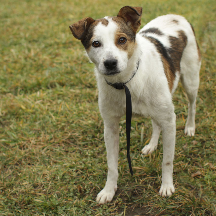 The Romanian Dogs at Dog Tales