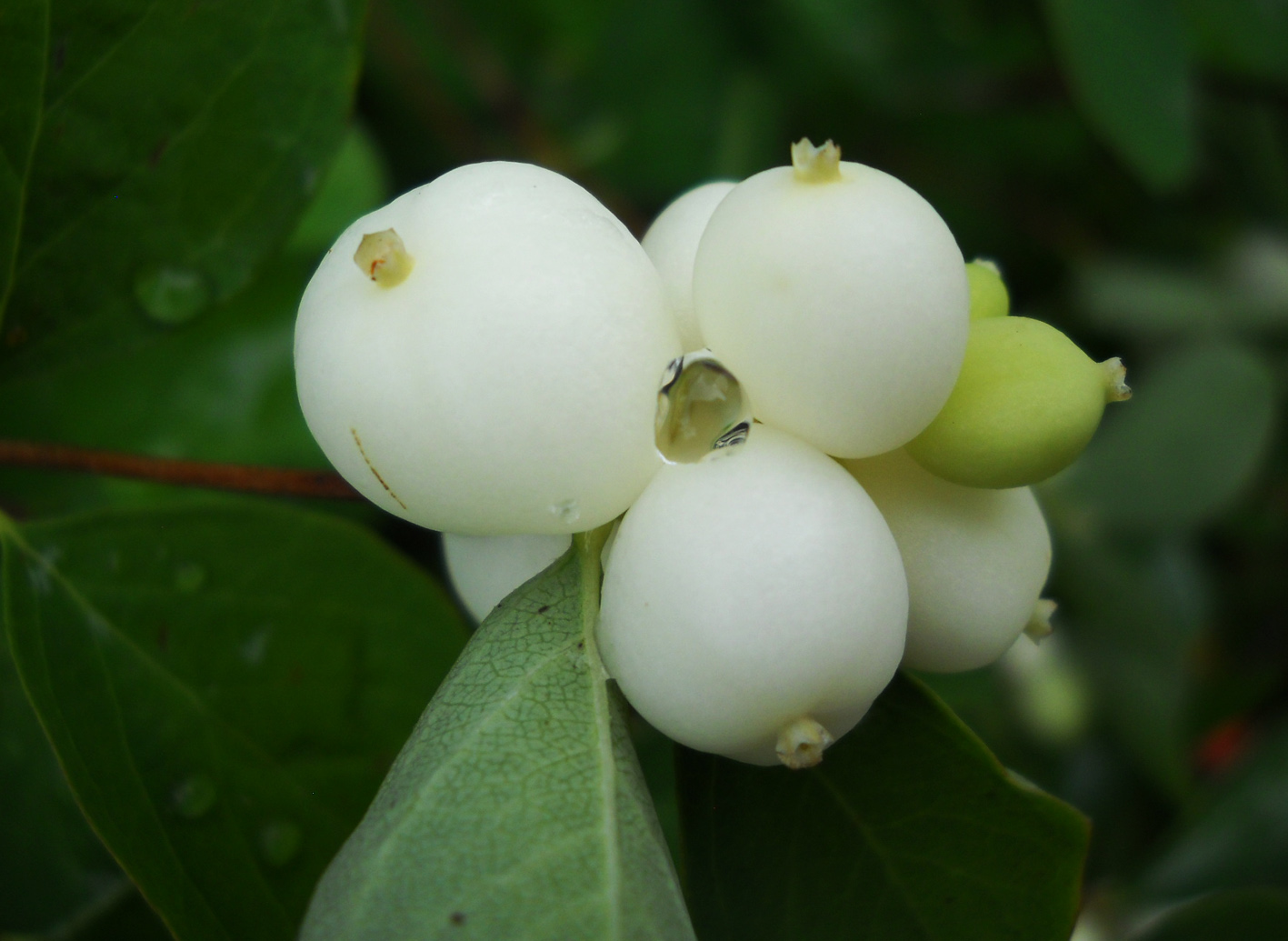 My Nature Photography: Snowberries