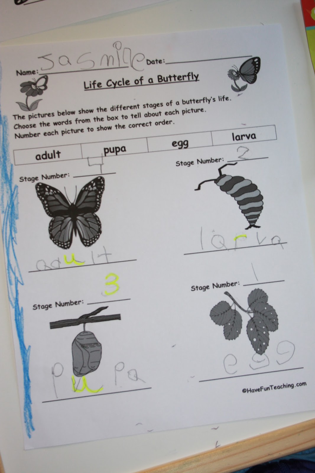 Mrs. Amador's Home Daycare: Day THREE of The Life Cycle of a Butterfly Unit