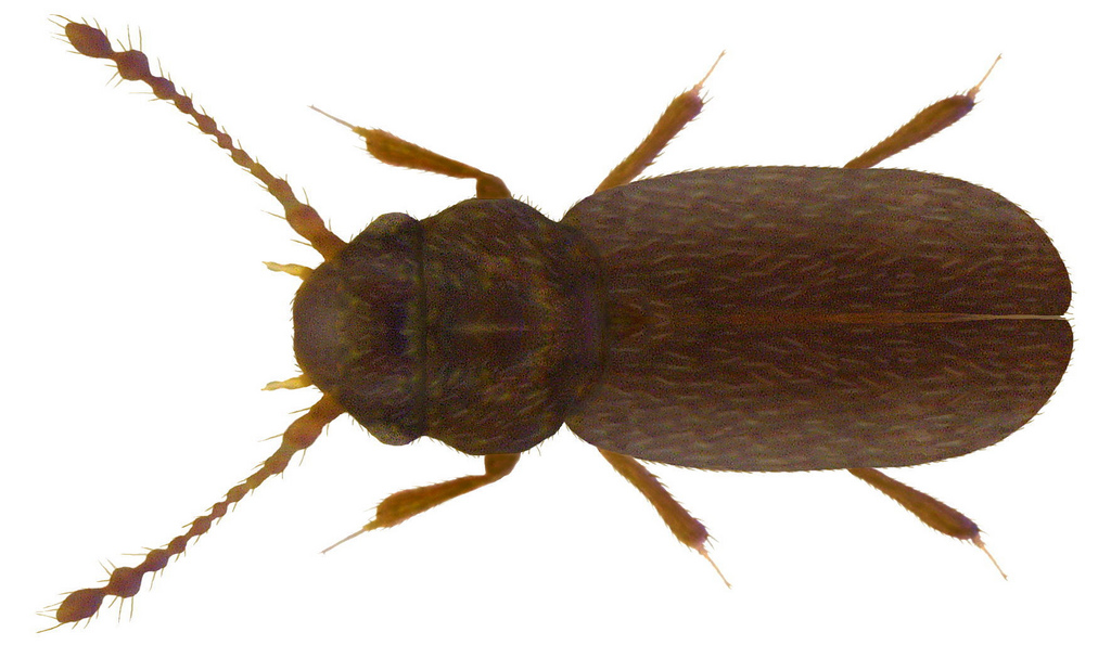 Real Monstrosities: Wings of a Feather