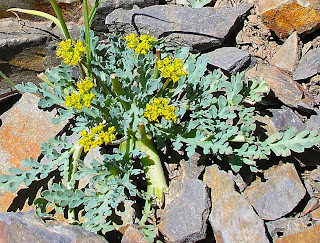 Happy ATV Trails: Even More Flora Near Vernon Reservoir