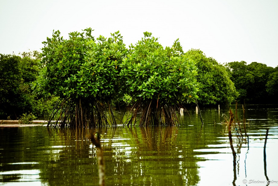 Tamilnadu Tourism: PICHAVARAM