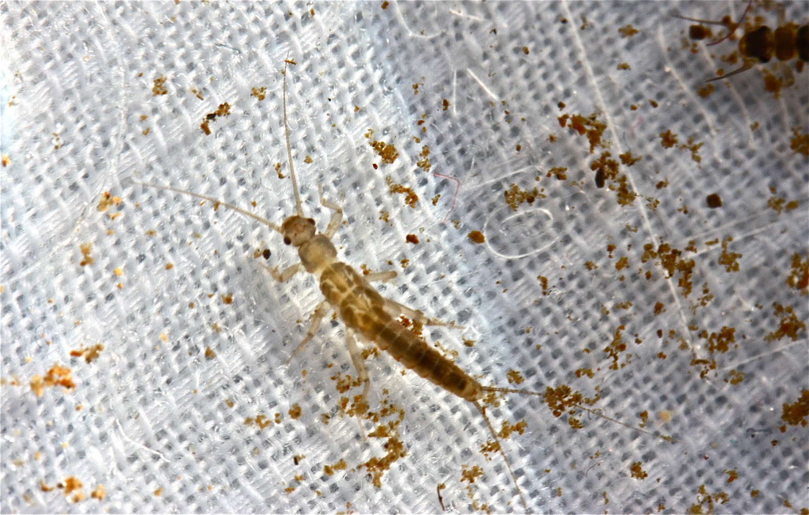 Aquatic Insects of Central Virginia: "Success Through Perseverance ...