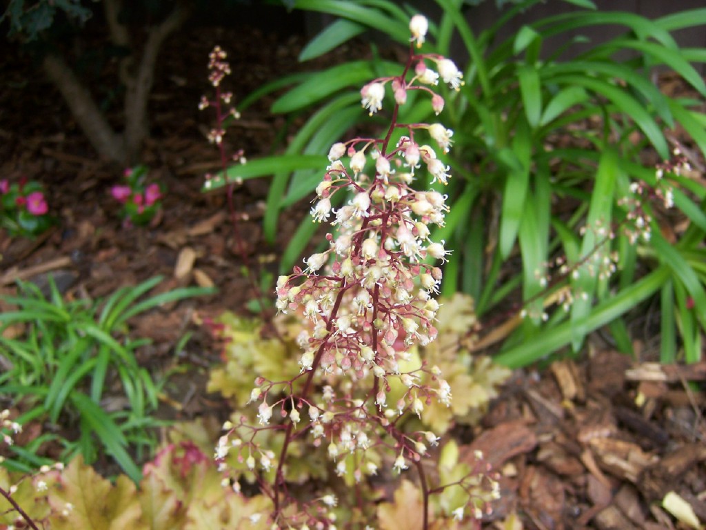 The 2 Minute Gardener: Photo - Coral Bells Flower (Heuchera sp ...