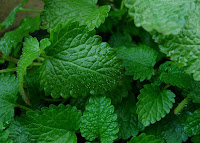 herbal leaves, herbal medicine plants and treatments: Lemon Balm (limon ...