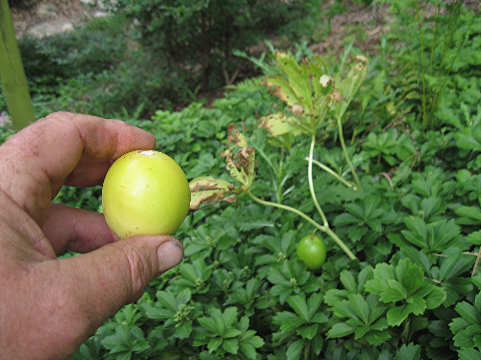 1003 Gardens: Tasty fruit of the Mayapple, Podophyllum peltatum