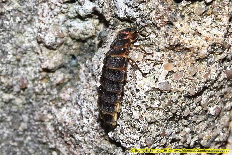 Visões da Gândara: Insecto Bioluminescente no Quintal - II: