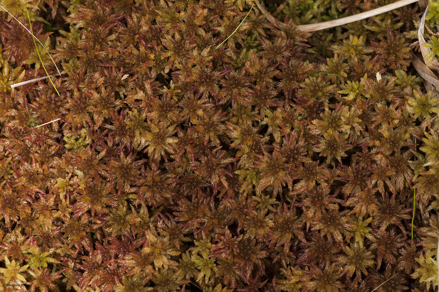 Nature photos from an Amateur Naturalist: Ponkapoag Bog, USA (Ponkapoag ...