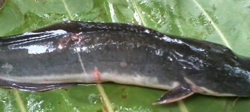 Hama Dan Penyakit Lele Keli Serta Cara Mengatasinya - cara ternak ikan