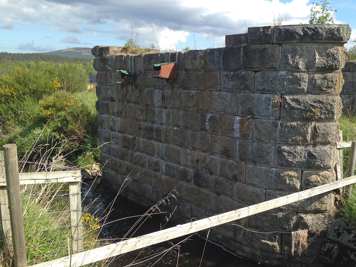 indie birder: Cairngorms, Scotland, 28th May-3rd June 2016 - Part 1