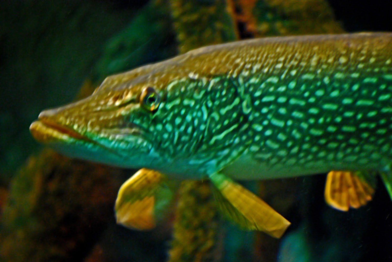 CJO Photo: Fish - Page 1