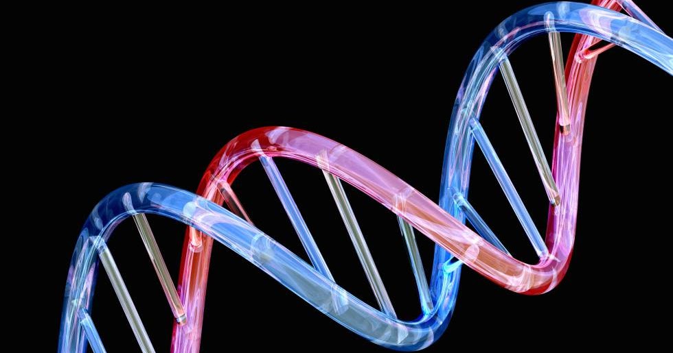 LA FORMA DEL GENOMA DETERMINA LA FUNCIÓN DE LA CÉLULA