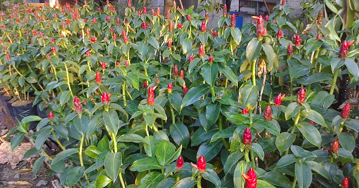 JUAL POHON PACING PENTUL | TANAMAN HIAS | BUNGA | JUAL TANAMAN HIAS ...