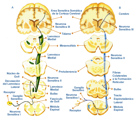 Cartelera Médica: Somatosensorial