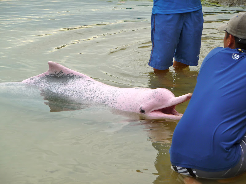 Good Home Ideas: Smart Adorable Pink Dolphins @ Underwater World Singapore