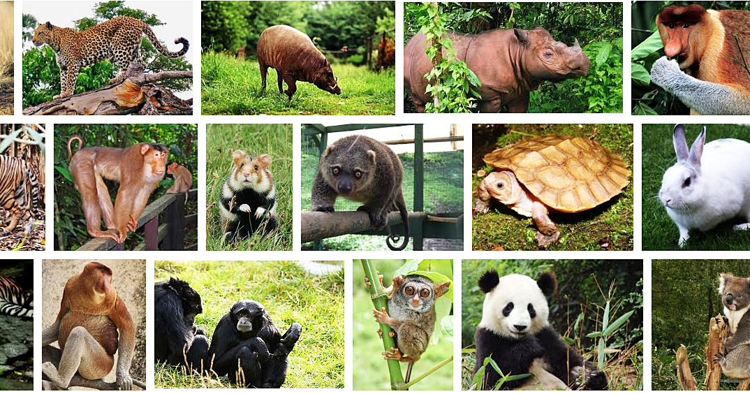 Mengenal Nama Nama Ilmiah Binatang (Fauna) - Berita Inspirasi