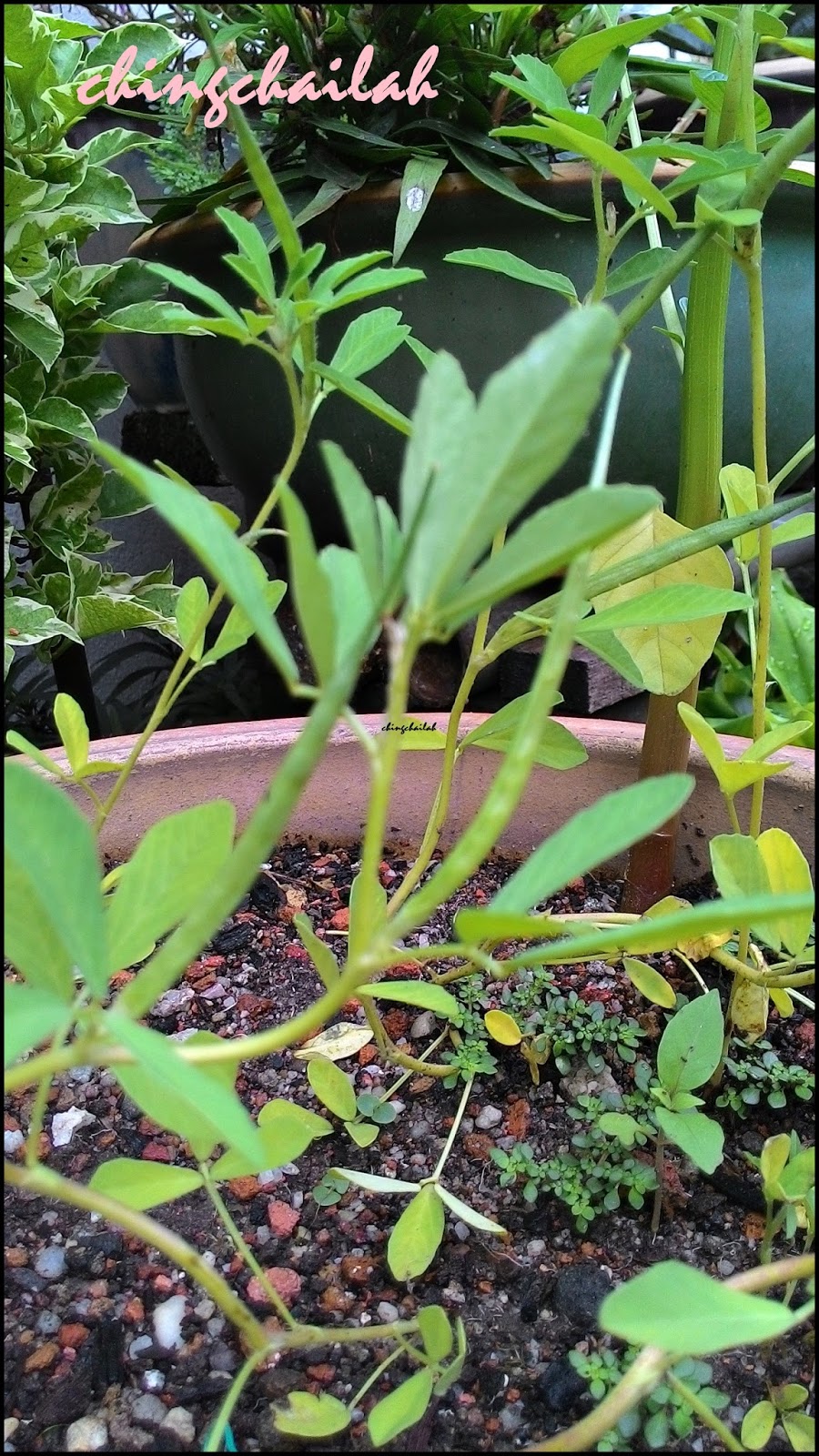 Simple Living In Nancy: Growing Fenugreek or Helba In My Garden.