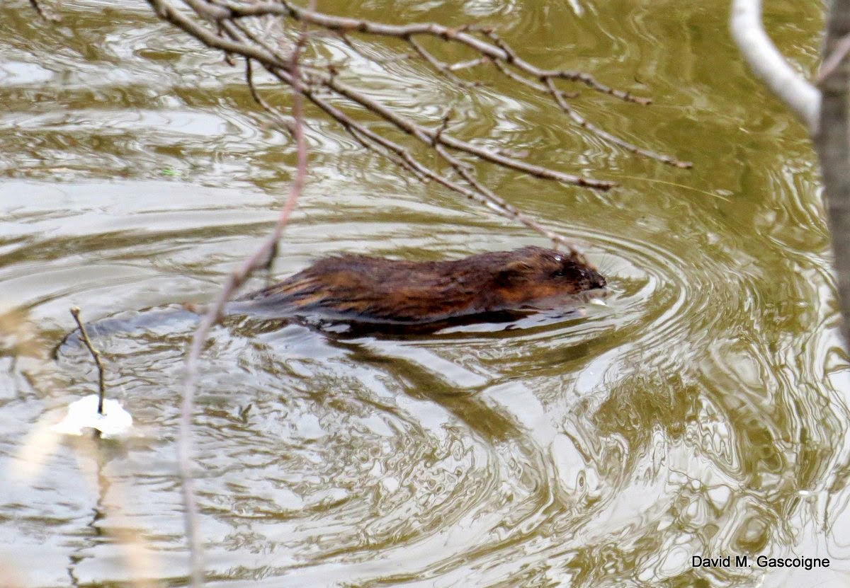 Muskrat (Rat Musqué) - Travels With Birds