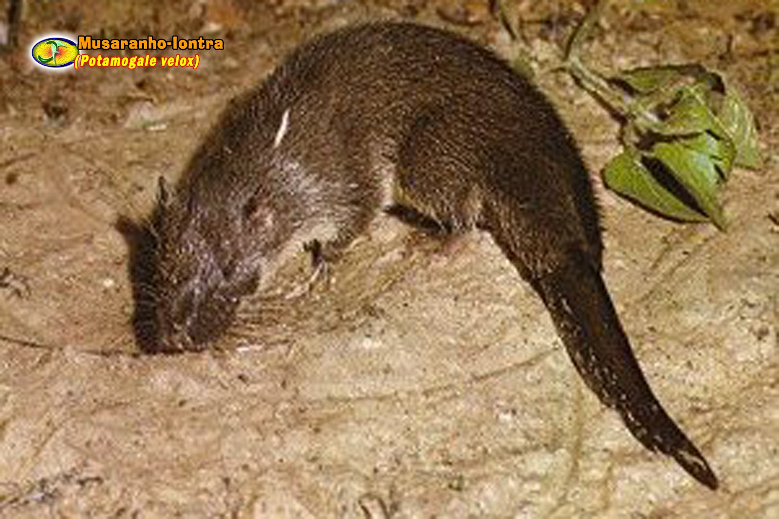 Mamíferos: Musaranho-lontra (Potamogale velox)