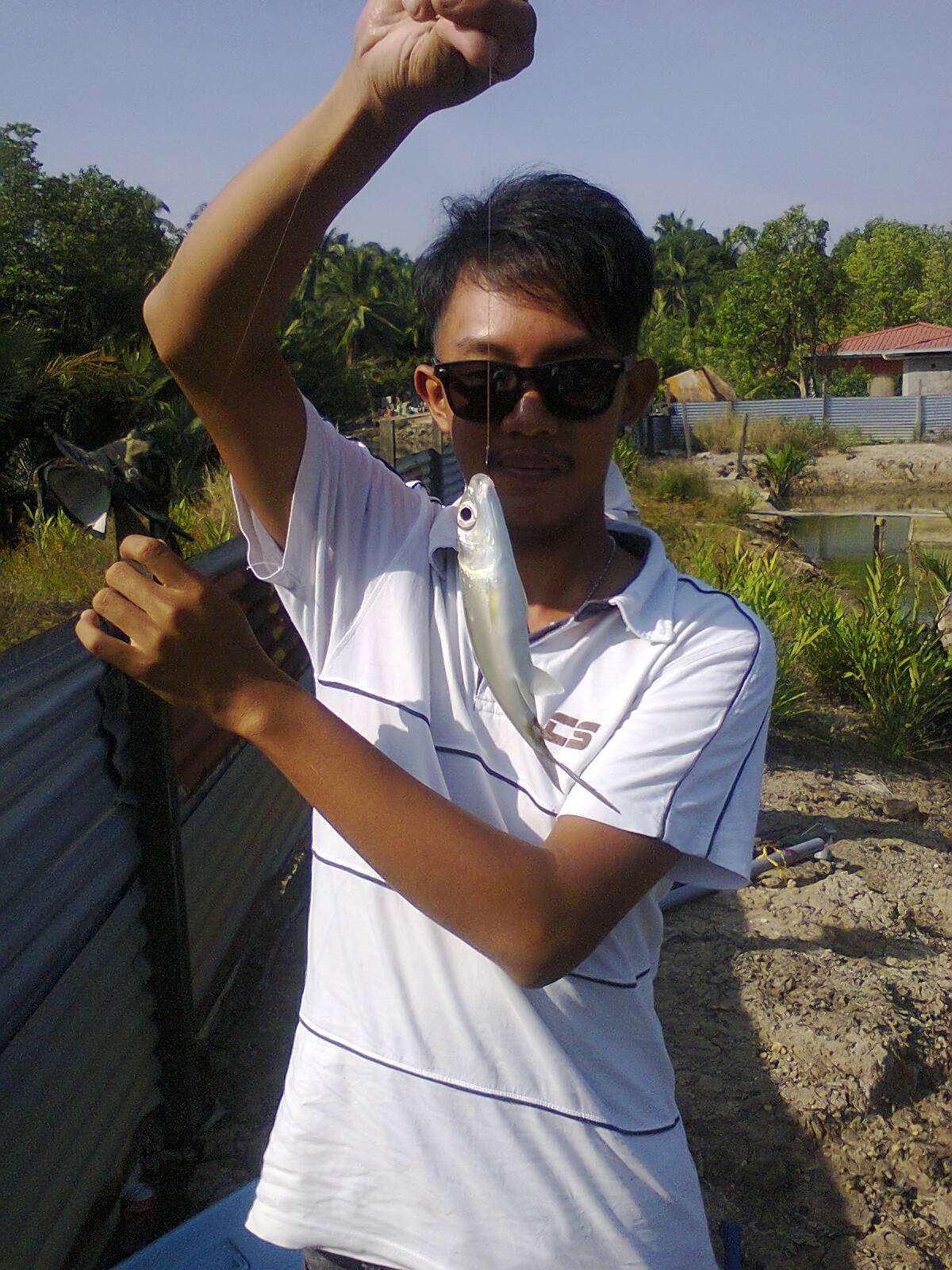 Mancing Sampai Pengsan: Renangan Torpedo Si Ikan Susu