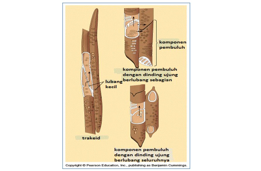 Pengertian Jaringan Pengangkut (Xylem dan Floem)