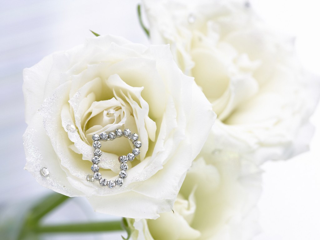 White Rose HD Wallpapers - Flowers