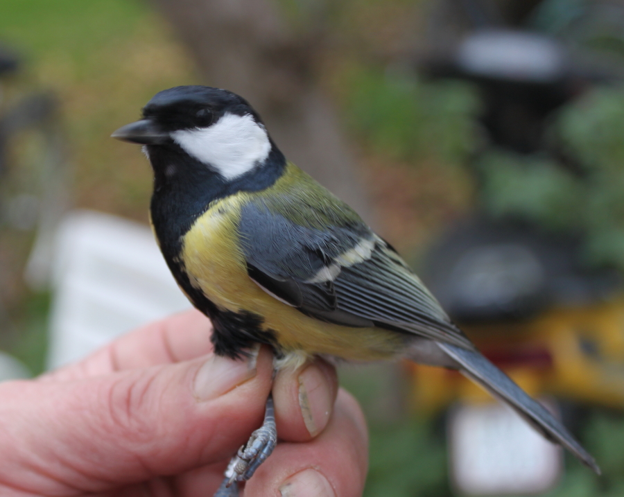 Anholt Fuglestation: Musvit