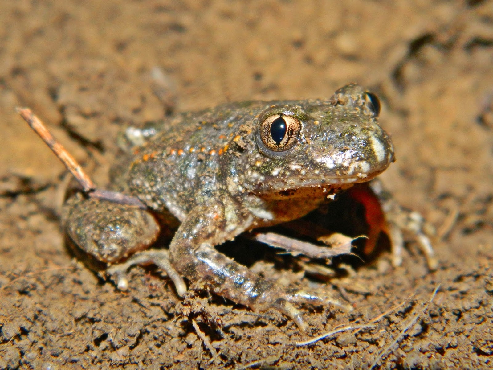 (Paleo-)Herpetología: Alytes obstetricans - Sapo partero común
