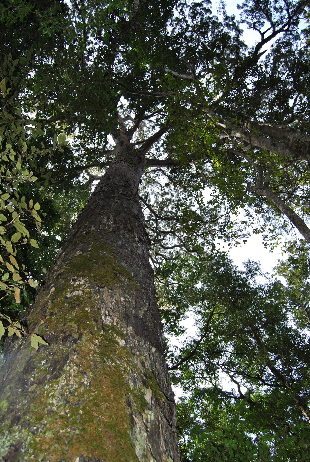 LENNARD'S BONSAI BEGINNINGS.: Sumo style/form bonsai.