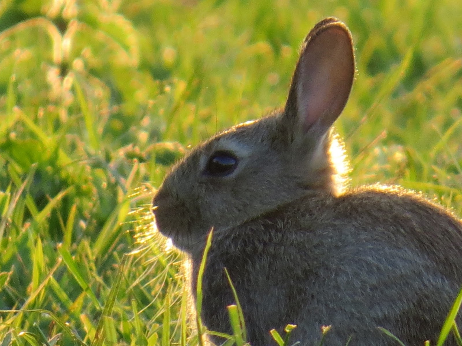 Appleton Wildlife Diary: Bunnies