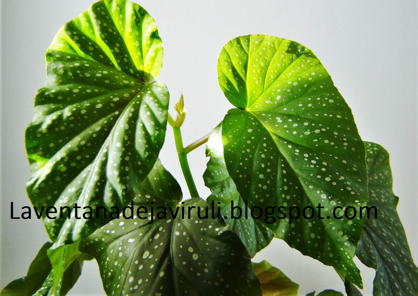 LA VENTANA DE JAVIRULI: PLANTAS DE INTERIOR (84): BEGONIA CORALLINA DE ...
