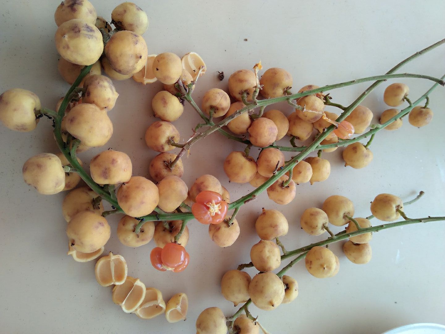 Bicara Mentari: BUAH JENTIK ISI WARNA MERAH