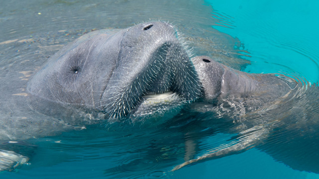 White Wolf : Rescued Manatee Gives Birth To Healthy Calf (Video)